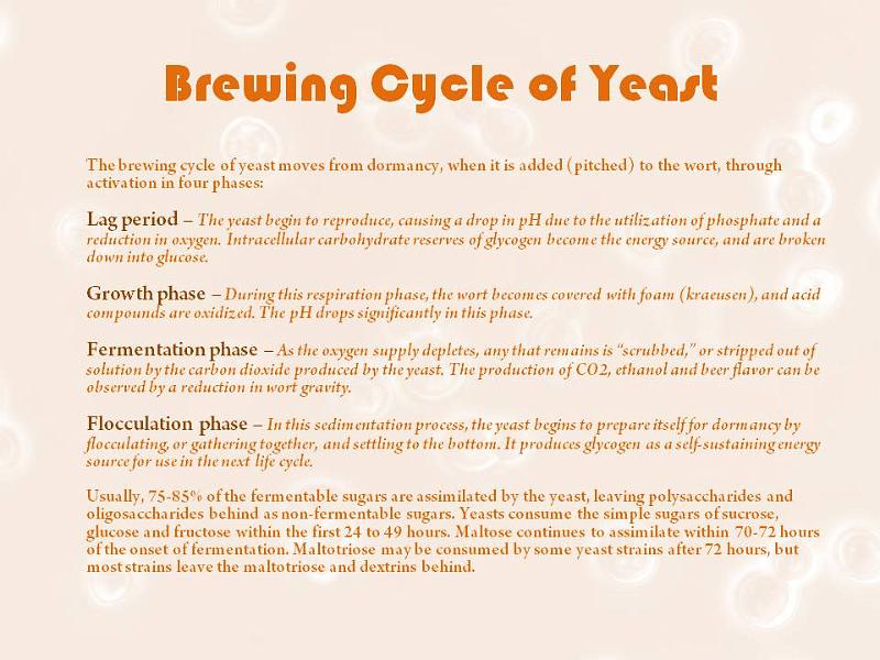 Hogtown Brewersbeer Recipe Formulation Yeastslide10